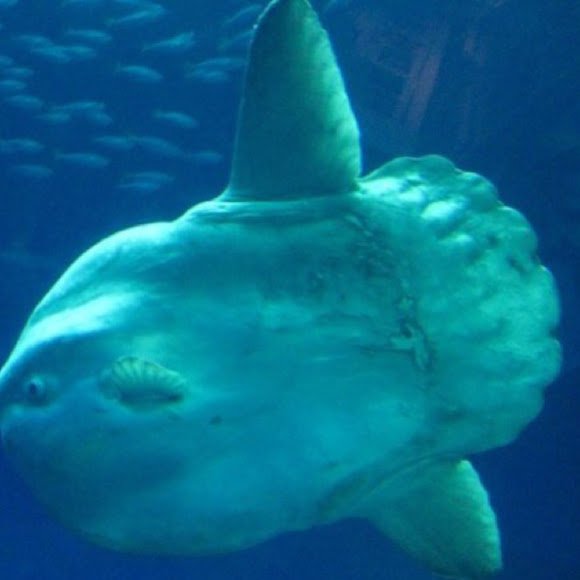 Ocean Sunfish | Project Noah