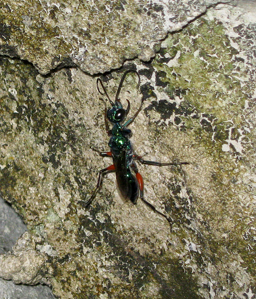 Emerald Cockroach Wasp | Project Noah