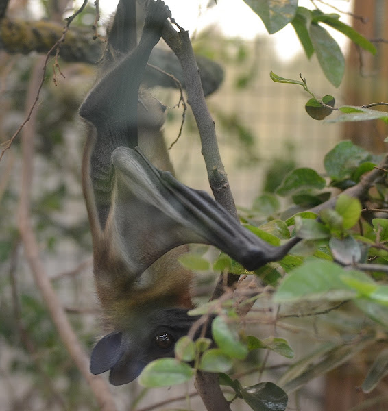 Straw-coloured Fruit Bat | Project Noah