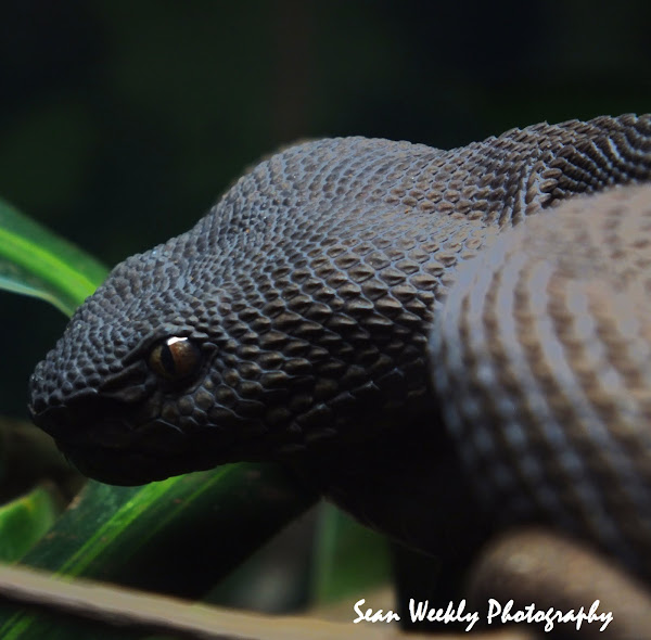 Shore Pit Viper | Project Noah