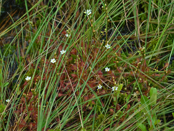 Spoon-Leaf Sundew | Project Noah