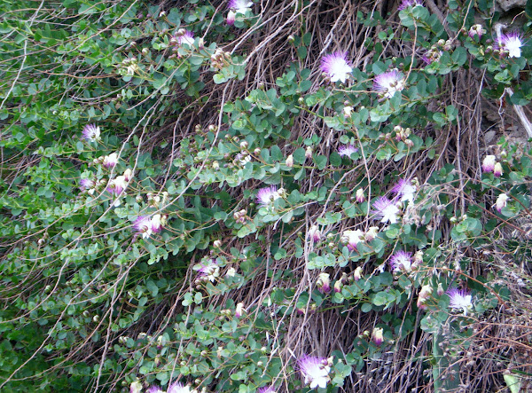 Spineless Caper | Project Noah