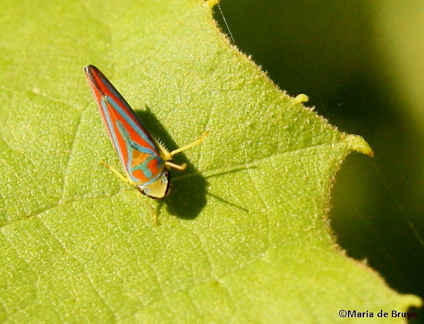 Red-banded leafhopper | Project Noah