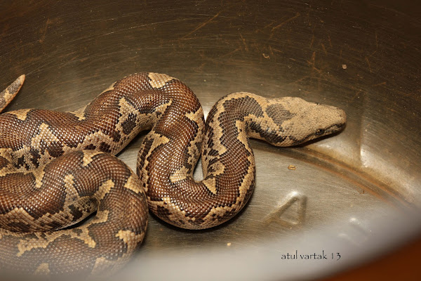Common Sand Boa | Project Noah
