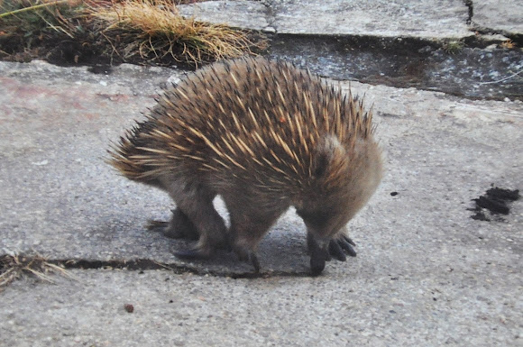 Echidna | Project Noah