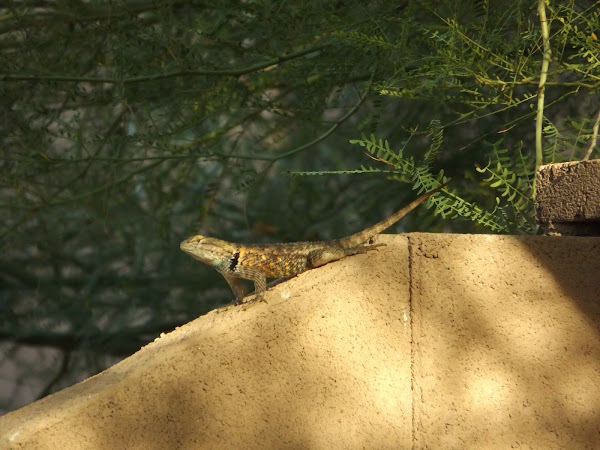 Desert Spiny Lizard | Project Noah
