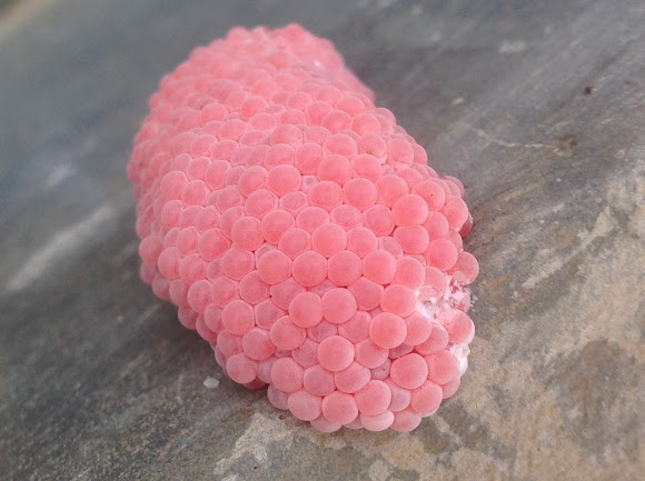 ramshorn snail eggs | Project Noah
