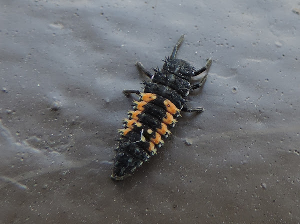 Multicolored Asian Lady Beetle (larva) | Project Noah