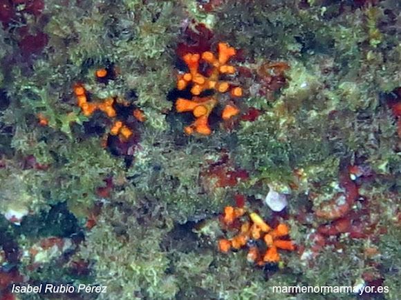 Falso coral | Project Noah