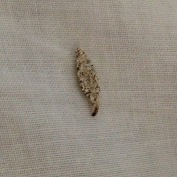 Household Casebearer | Project Noah