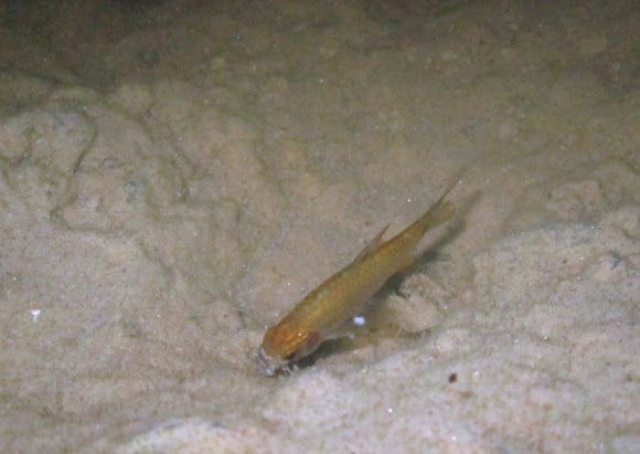 Pool Barb | Project Noah