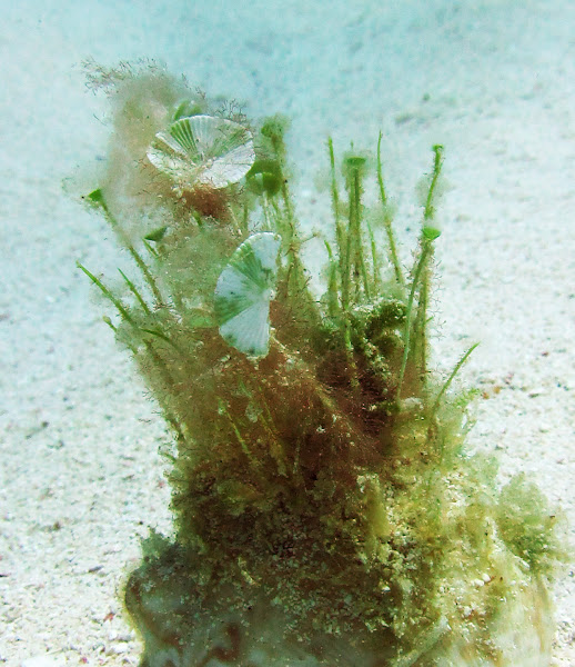 White Mermaid's Wine Glass algae | Project Noah