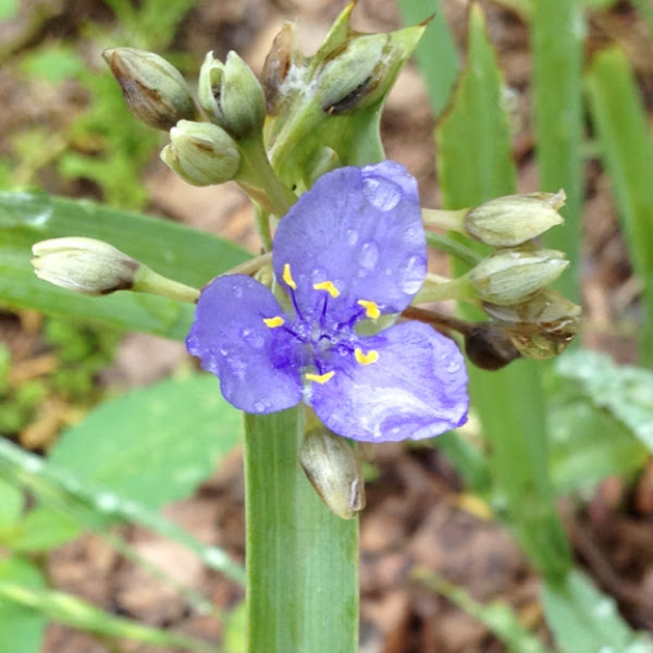 Texas Spiderwort | Project Noah