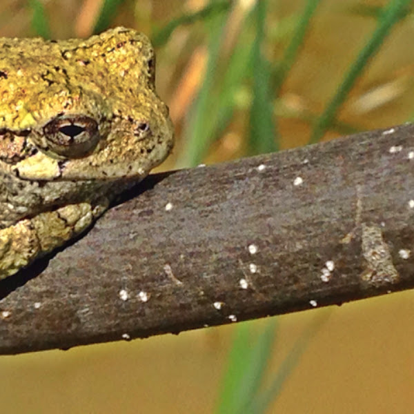 Cope's gray tree frog | Project Noah