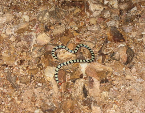 Red-tailed Pipe Snake | Project Noah