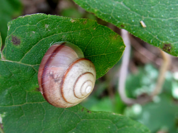 Rainbow Drop Snail | Project Noah