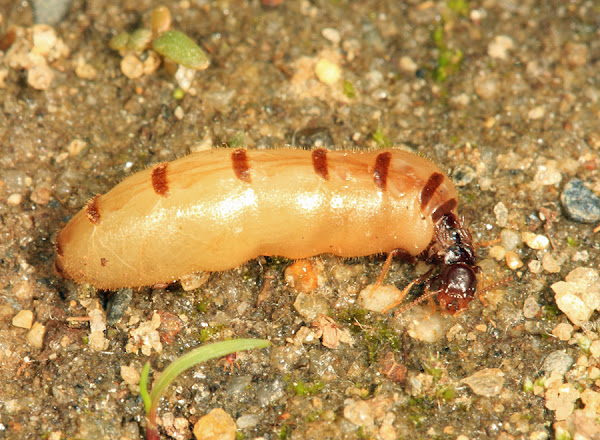 Eastern Subterranean Termite (Queen) | Project Noah