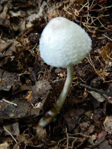 Leucocoprinus | Project Noah