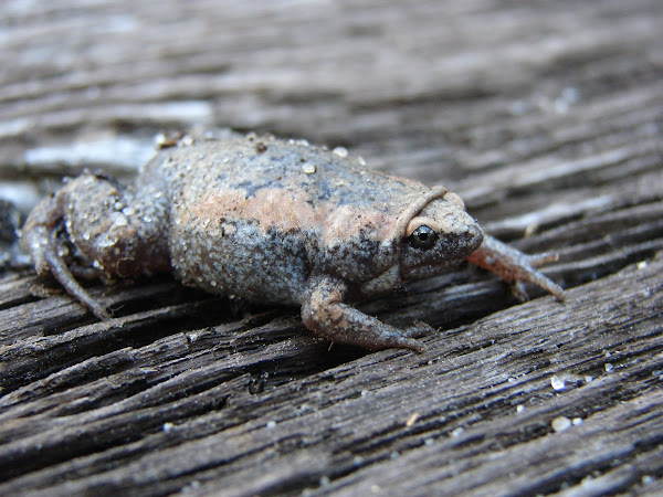 Eastern Narrow-mouthed Toad | Project Noah