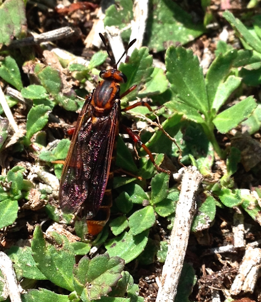 Mydas Fly | Project Noah