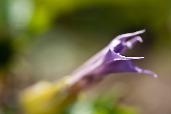 Devil's Trumpet | Project Noah