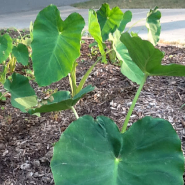 Elephant ears | Project Noah