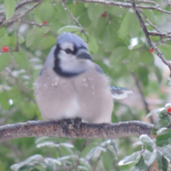 Blue Jay | Project Noah