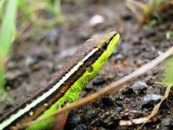 Asian Grass Lizard | Project Noah