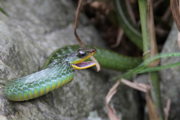 Corredora verde, ranera verde | Project Noah