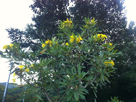 Caribbean Trumpet Tree | Project Noah