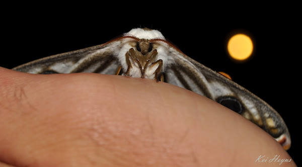 Southern Marbled Emperor | Project Noah