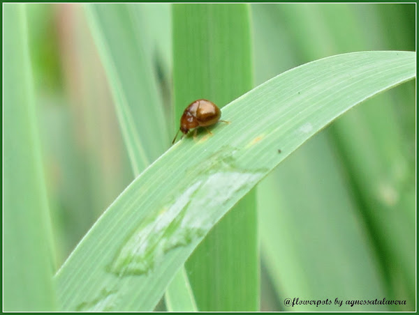 Scale Picnic Beetle | Project Noah