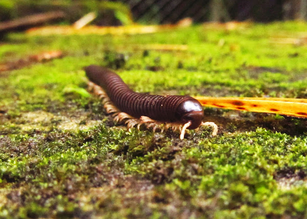 1000 pies | Project Noah