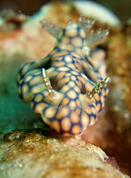 Sinuate Ceratosoma | Project Noah