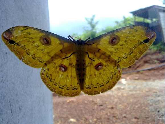Golden Emperor moth | Project Noah
