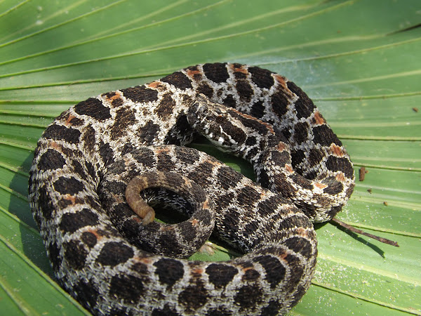 Dusky Pigmy Rattlesnake | Project Noah