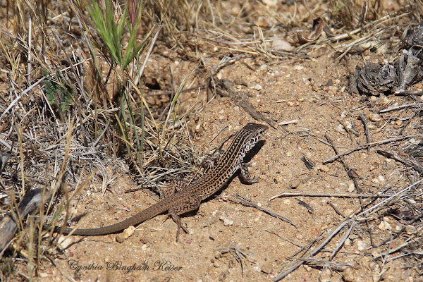 Coastal Whiptail | Project Noah