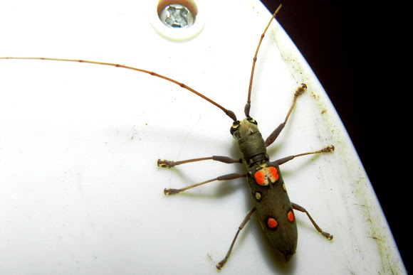 Longicorn beetle | Project Noah