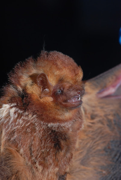 Seminole Bat | Project Noah