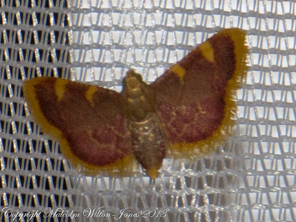 Gold Triangle Moth | Project Noah