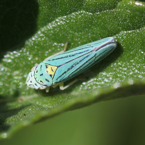 Blue-green Sharpshooter | Project Noah