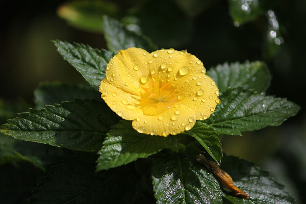 Yellow alder | Project Noah