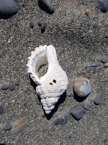 Spengler's trumpet | Project Noah