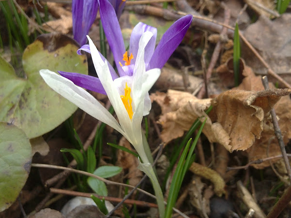 Albino Crocus | Project Noah