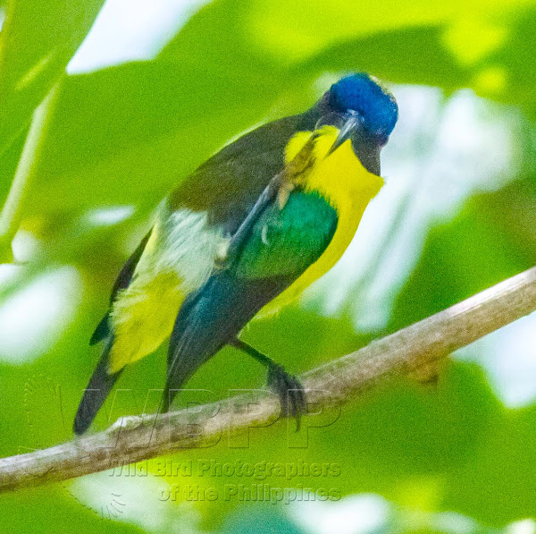 Metallic-winged Sunbird | Project Noah