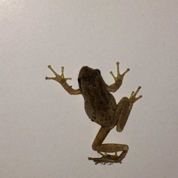 Sierran Tree Frog | Project Noah