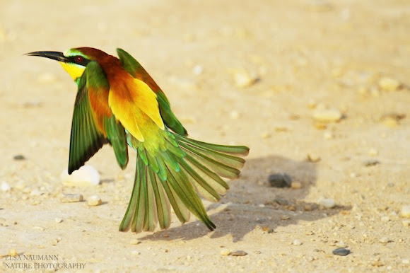 European Bee-Eater | Project Noah
