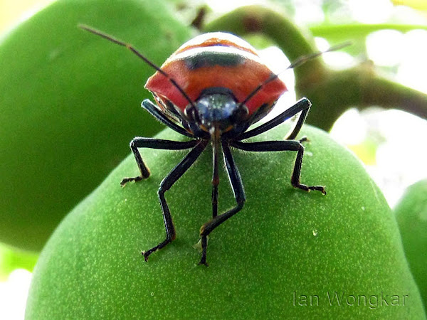 Red Jewel Beetle | Project Noah