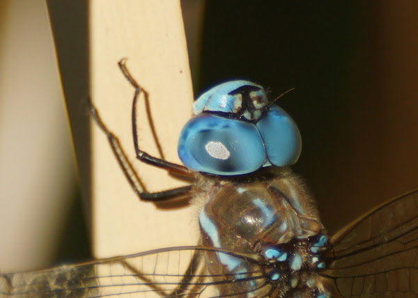 Blue-eyed Darner | Project Noah