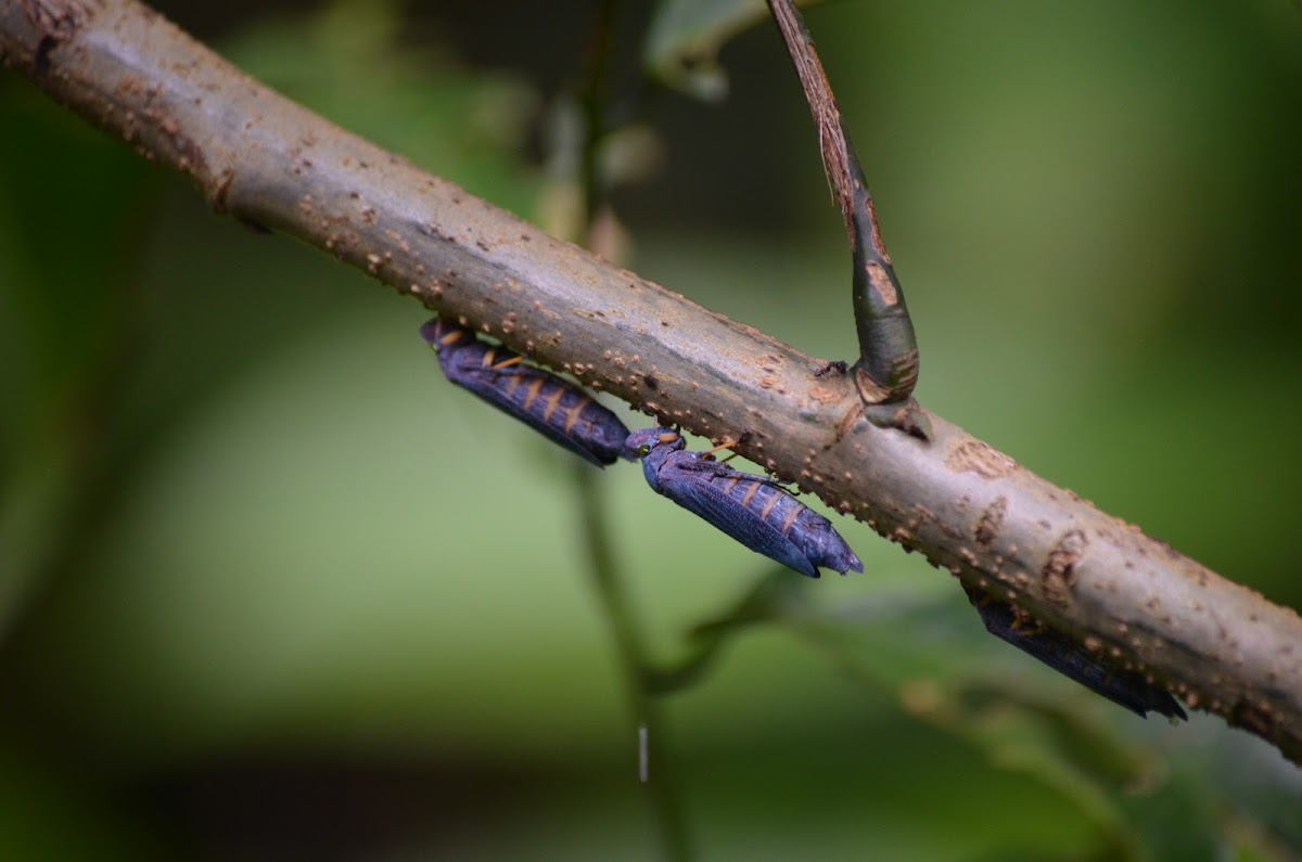 Periquillo - Treehopper | Project Noah